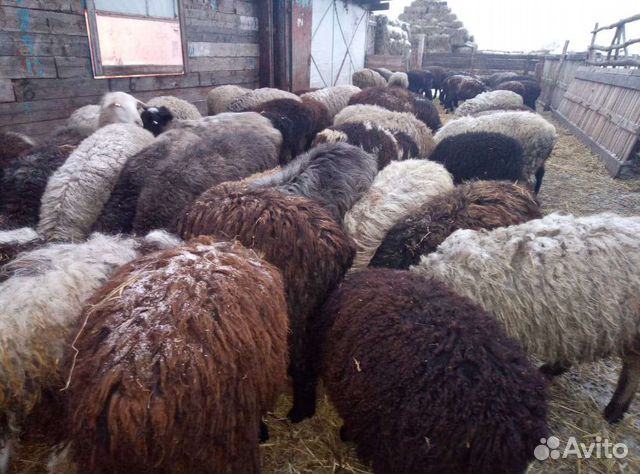 Овцы бараны