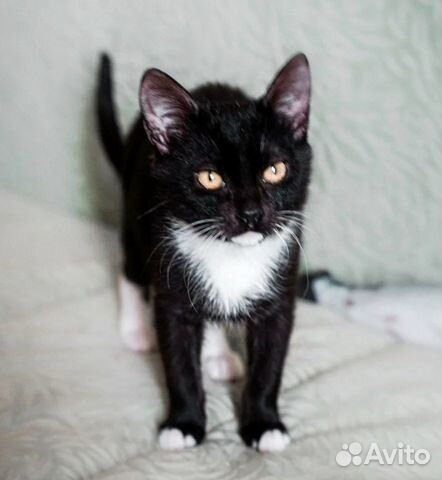 Черно-белое счастье ищет дом