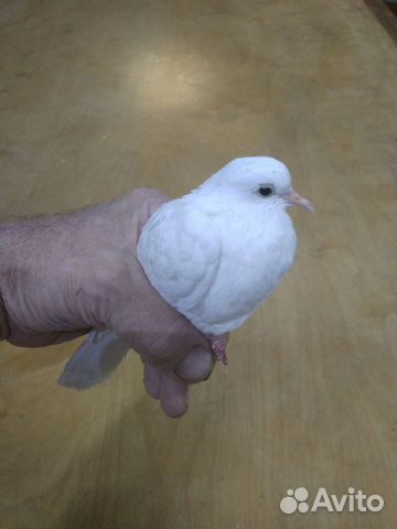 Сенегальская горлица