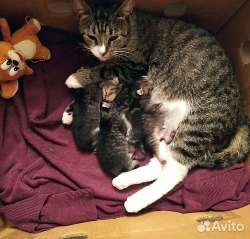 Кошки в добрые руки