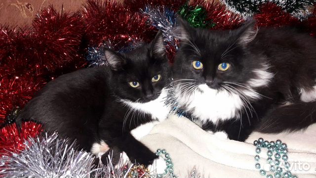 Маркизные котята девочки в дар