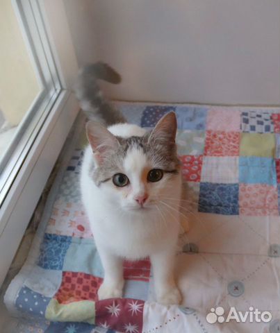 Котята котенок