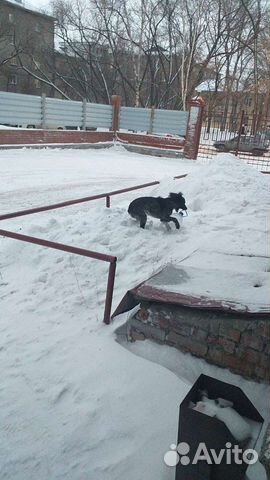 Русский спаниель девочка