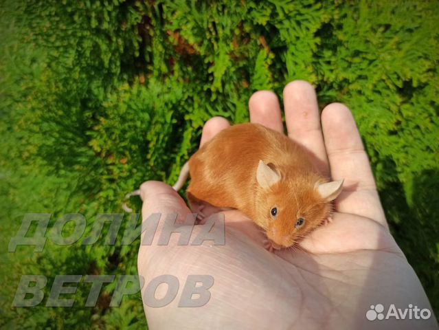 Мышка девочка золотая