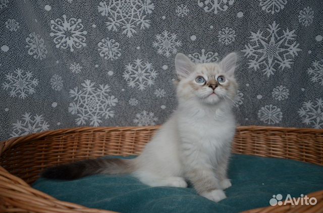 Невские маскарадные котята