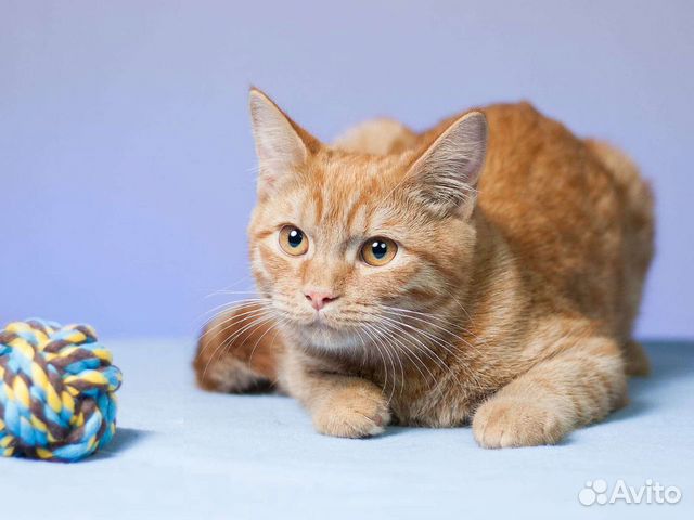 Котик 5 мес в дар