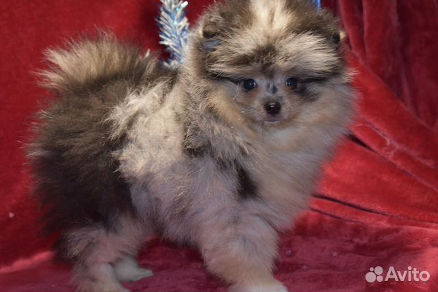 Шпиц - мальчик пушистый комочек