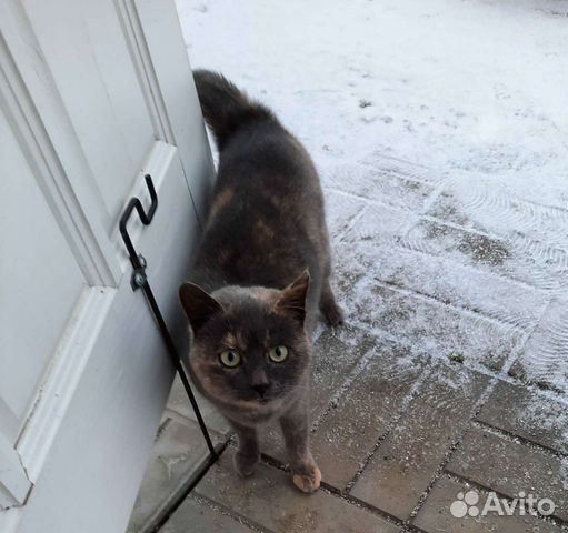 Кошка черепашка остаётся зимовать на даче