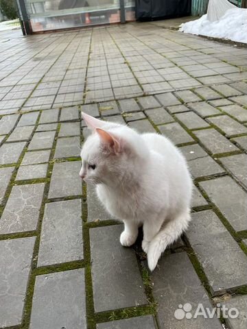 Белоснежный мальчик хочет домой