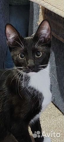 Смешная Энна, не даст скучать