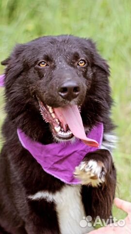 Преданный добряк Гриша, отдам