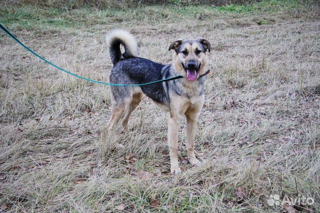 Собака из приюта мечтает оказаться в тепле