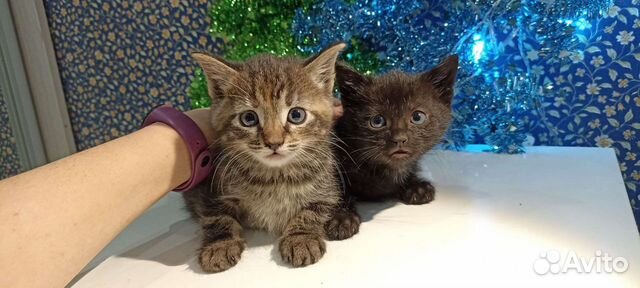 Сладкие пушистики 1 месяц в дар