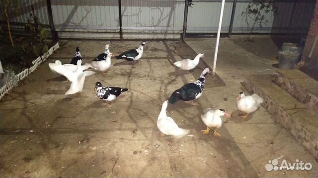 Индоутка мускусная утка