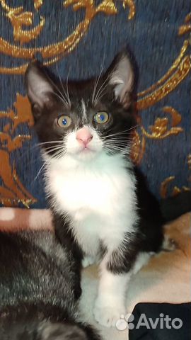 Котёнок