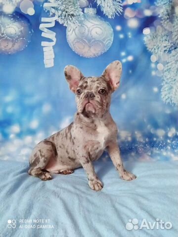 Голубой Мерле. Мальчик