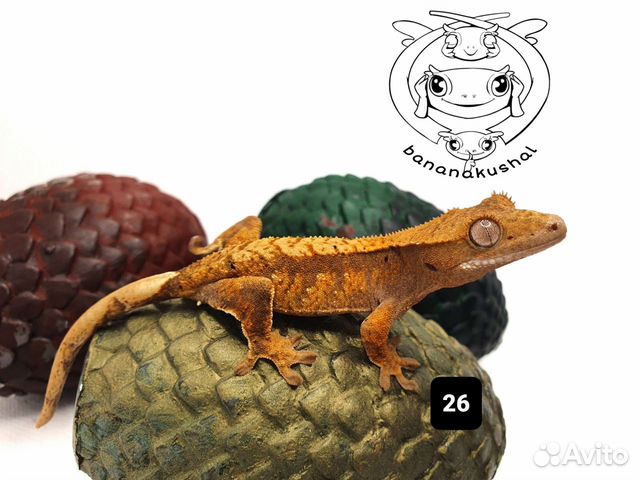 Реснитчатый бананоед Extreme ярко рыжий