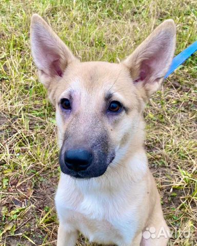 Собака в дар