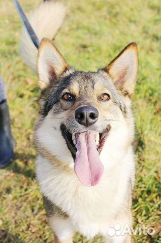 Того из приюта ищет семью