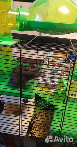 Сирийский хомяк с клеткой