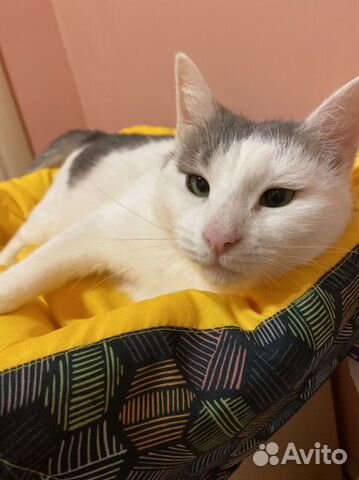 Котик сладкий