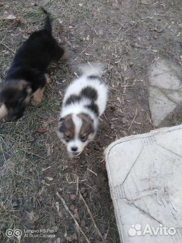 Щенки в добрые руки