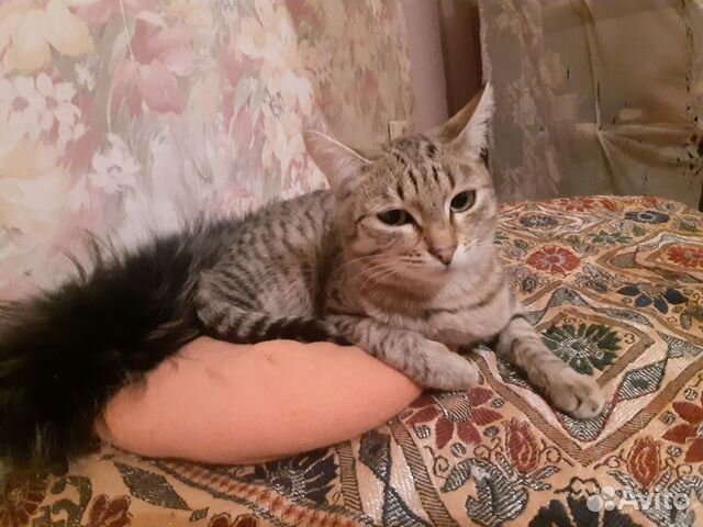 Котёнок-мальчик, 7 мес.,в добрые руки