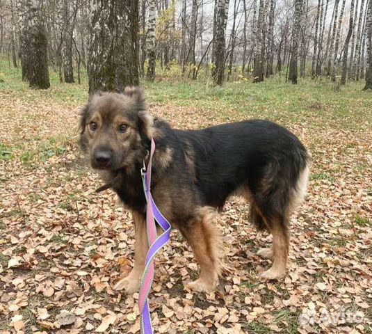 15 минут прогулки в неделю есть у приютской собаки