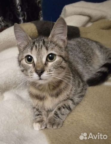 Котенок Адель в добрые руки