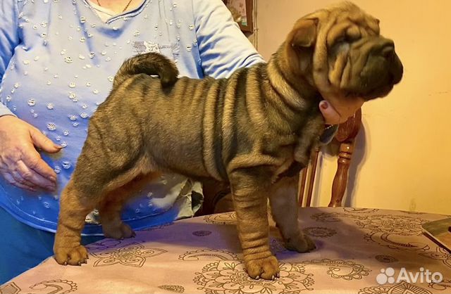 Щенок шарпея