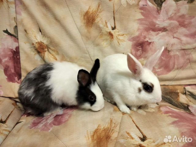 Декоративные кролики