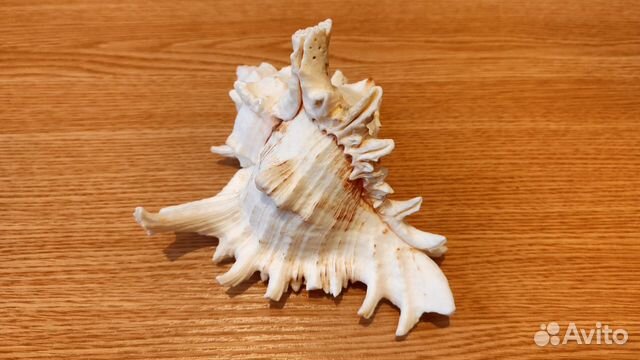Морские ракушки раковины. Набор