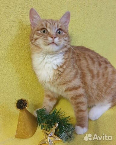 Золотой тигренок на счастье