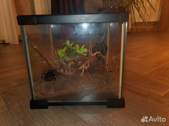 Паук птицеед Acanthoscurria geniculata