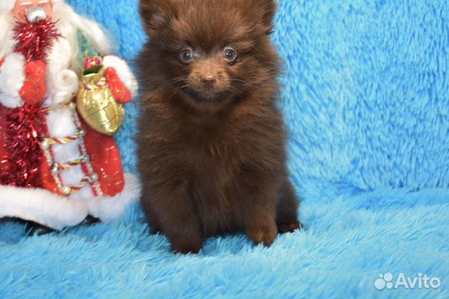 Шпиц - мини девочка горький шоколад