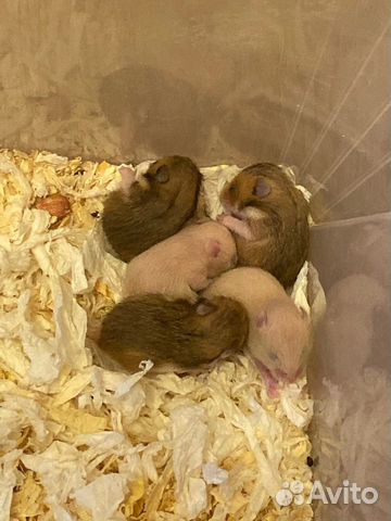 Хомячата сирийские