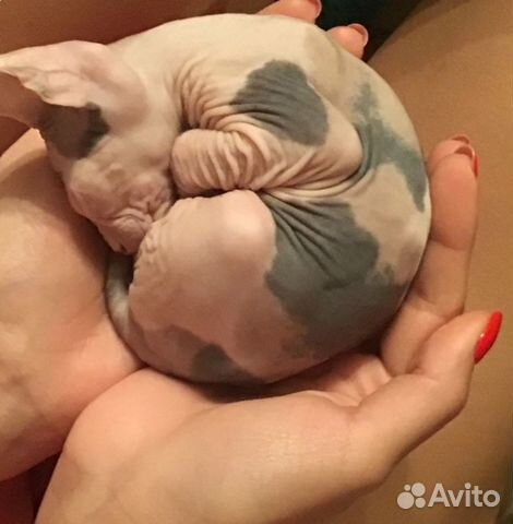 Канадский сфинкс