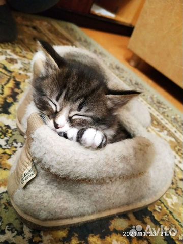 Котенок