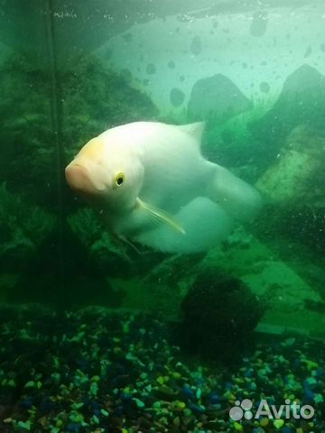 Гурами альбинос