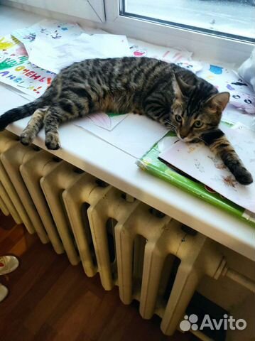 Кошечка бенгалка ищет жениха(без родословной ). По