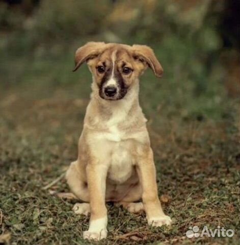 Маленькую Бьянку хотят вывезти в лес и оставить