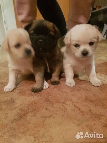 Собака маленькая порода