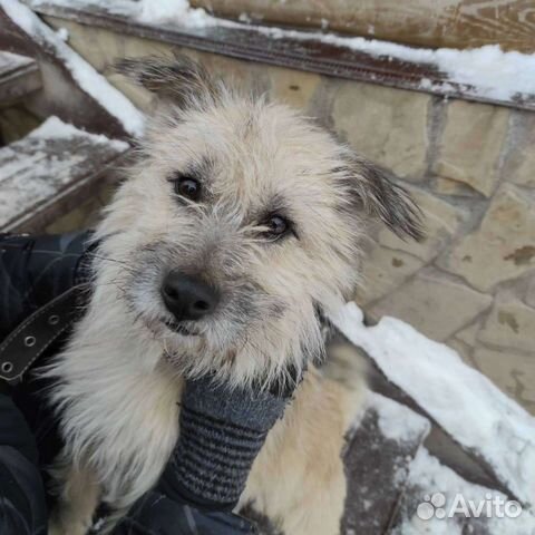 Супер ласковый Ёжик в добрые руки