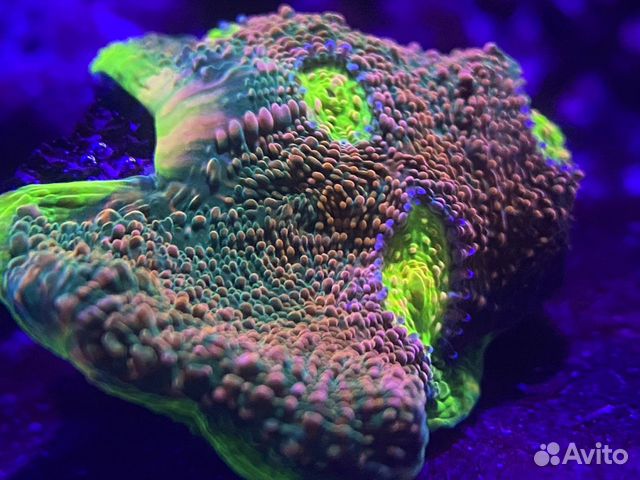 Коралл Чалис Watermelon