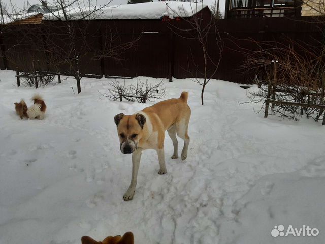 Продажа взрослого алабая