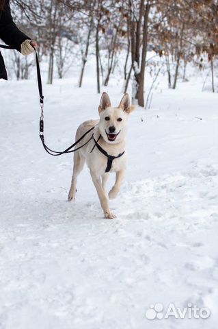 Белочка, небольшая собачка-компаньон, идеальна для