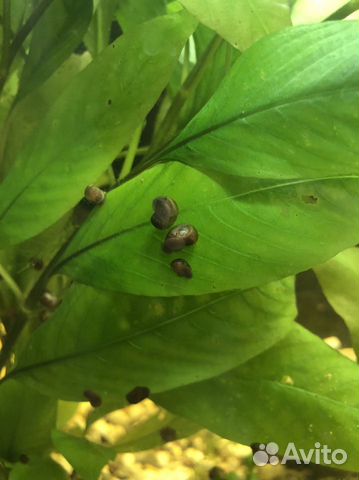 Улитки катушки