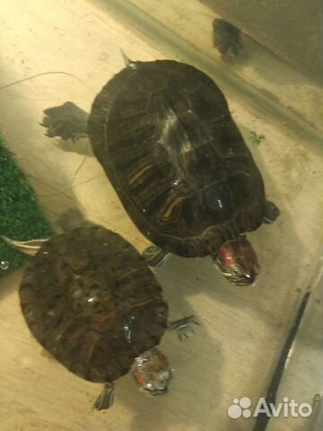 Продам черепах