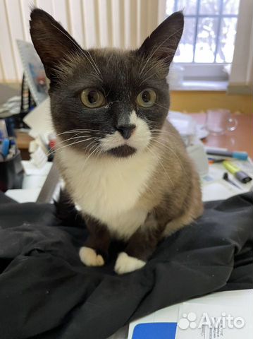 Кошка сиамская