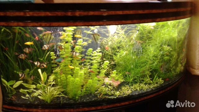 Рыба и растения